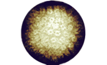 Ristill (Herpes zoster)